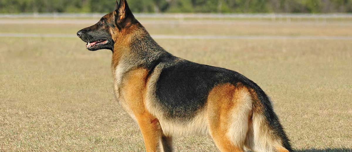German Shepherd Dog & Puppy Breed and Adoption Info | Petfinder